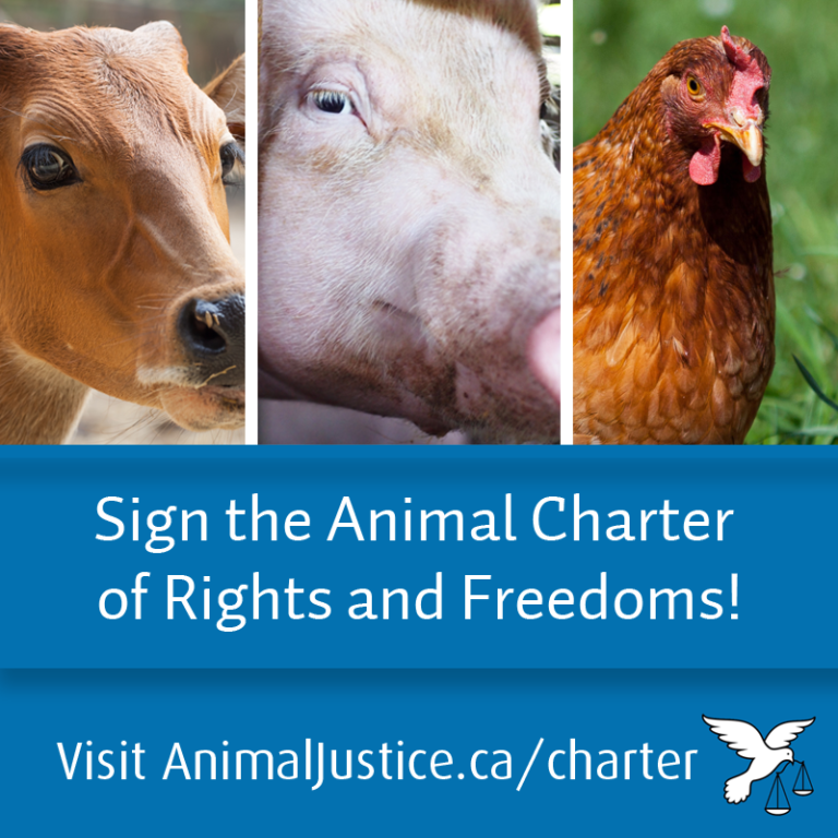 AJCLF Launches Charter of Rights and Freedoms for Animals - Animal Justice