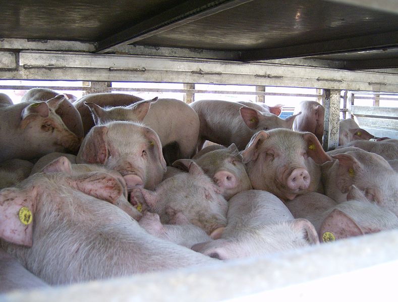 Animal Justice – Coalition of Animal Protection Groups Call for Change ...