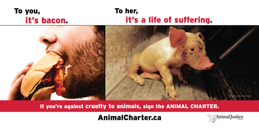 Animal Justice Canada Launches Largest Ever Animal Protection Billboard ...