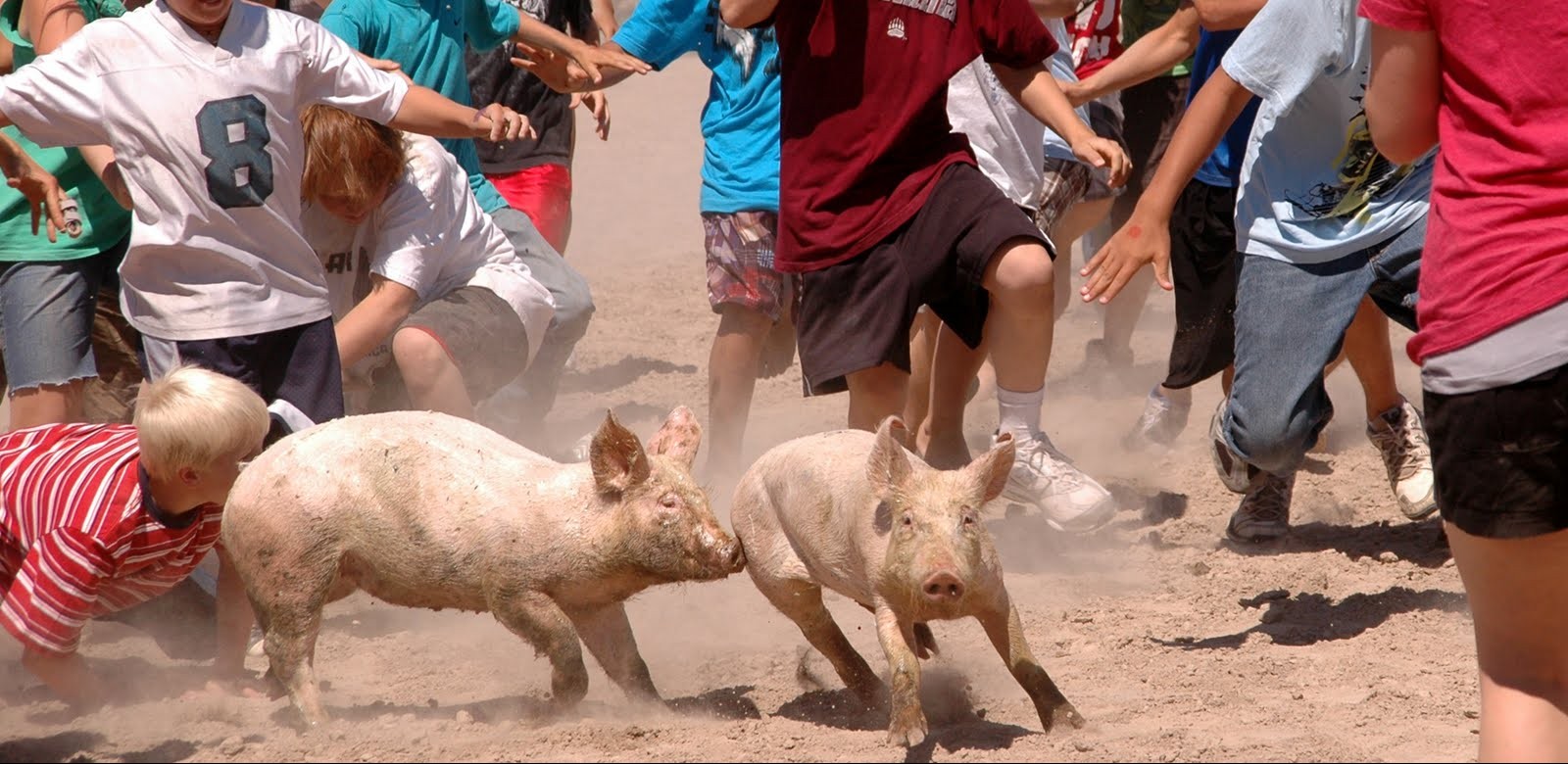 Pig Scrambles Violate Animal Cruelty Laws, Says Animal Justice - Animal ...