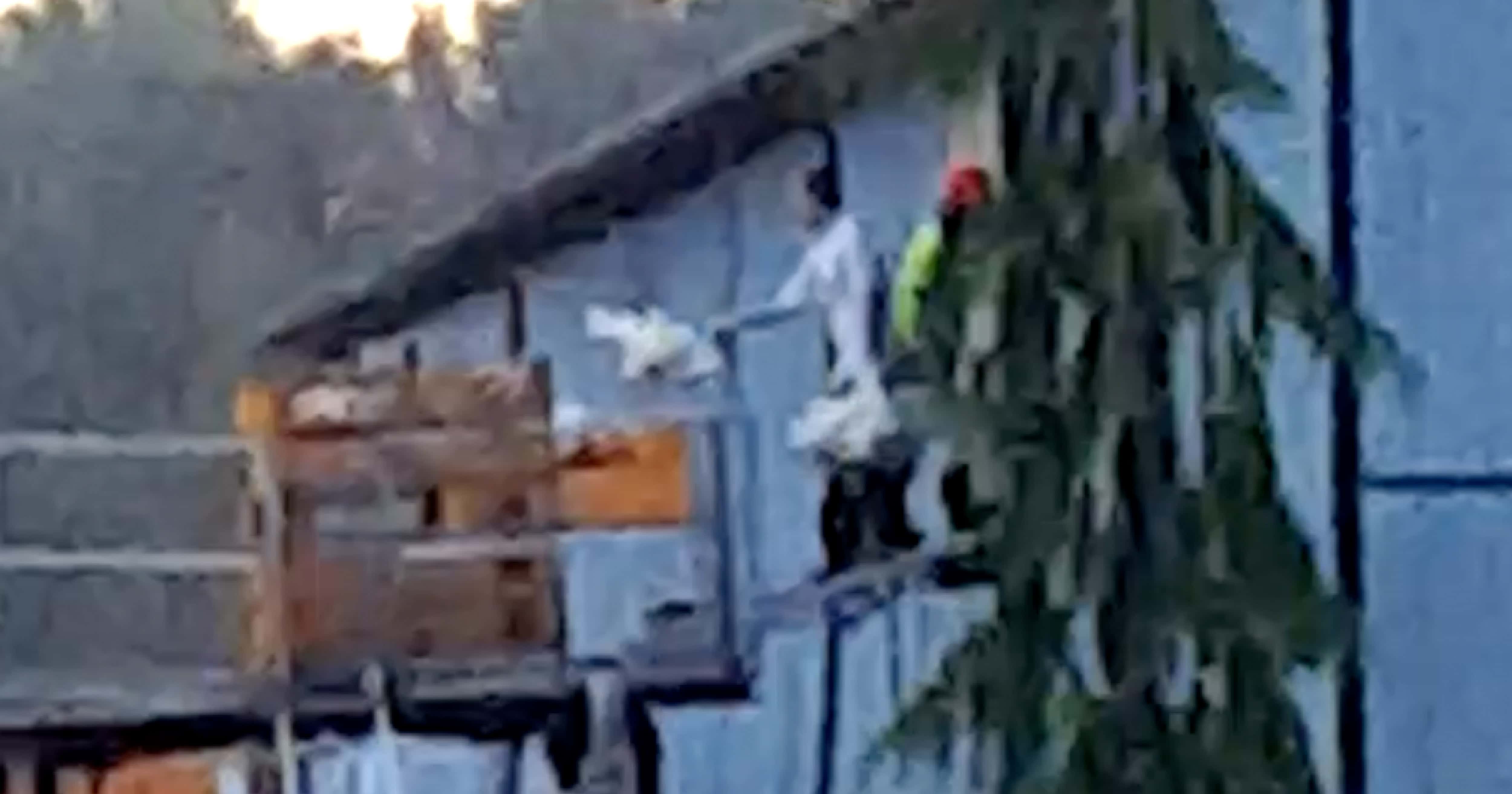 BC SPCA Investigating New Case of Chicken Cruelty Caught on Tape ...