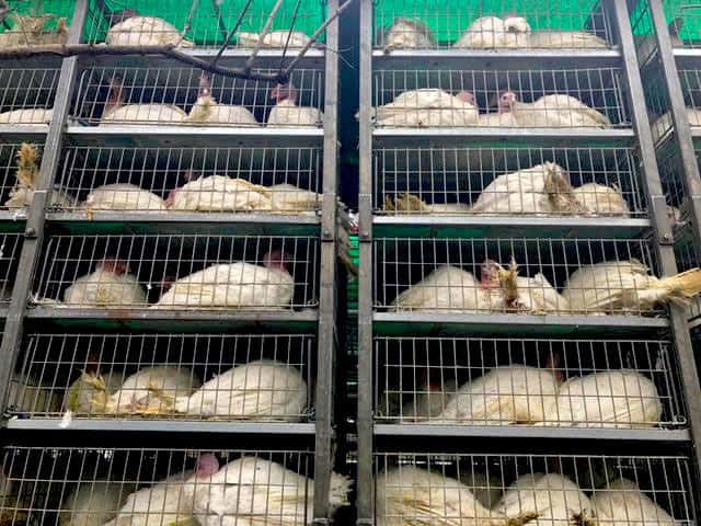 Here's Why Thanksgiving is a Nightmare for Turkeys - Animal Justice