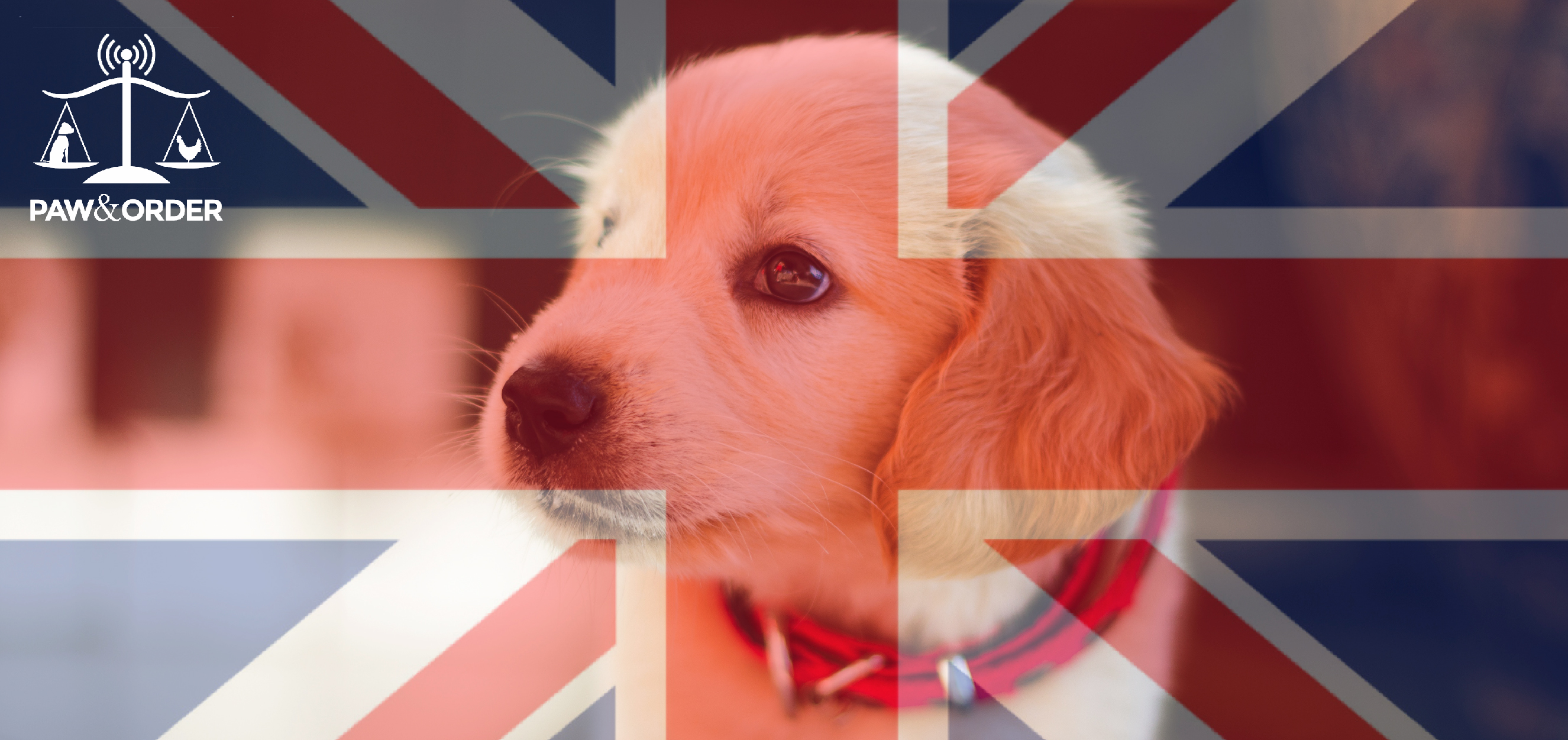  26 Why Are Canada s Animal Laws So Far Behind UK Standards Animal