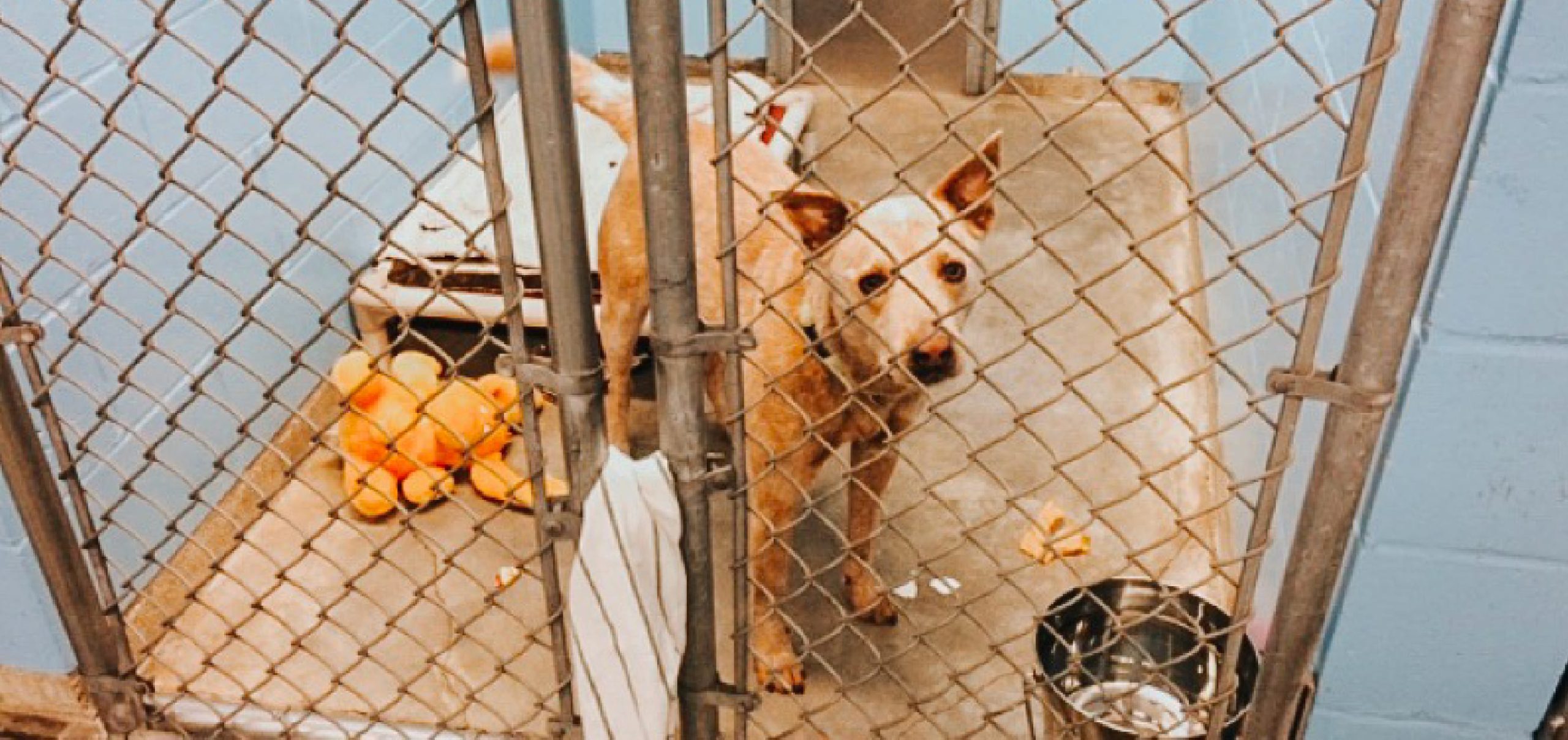 #48: Death Row Dog Named Punky Loses Last Appeal - Animal Justice