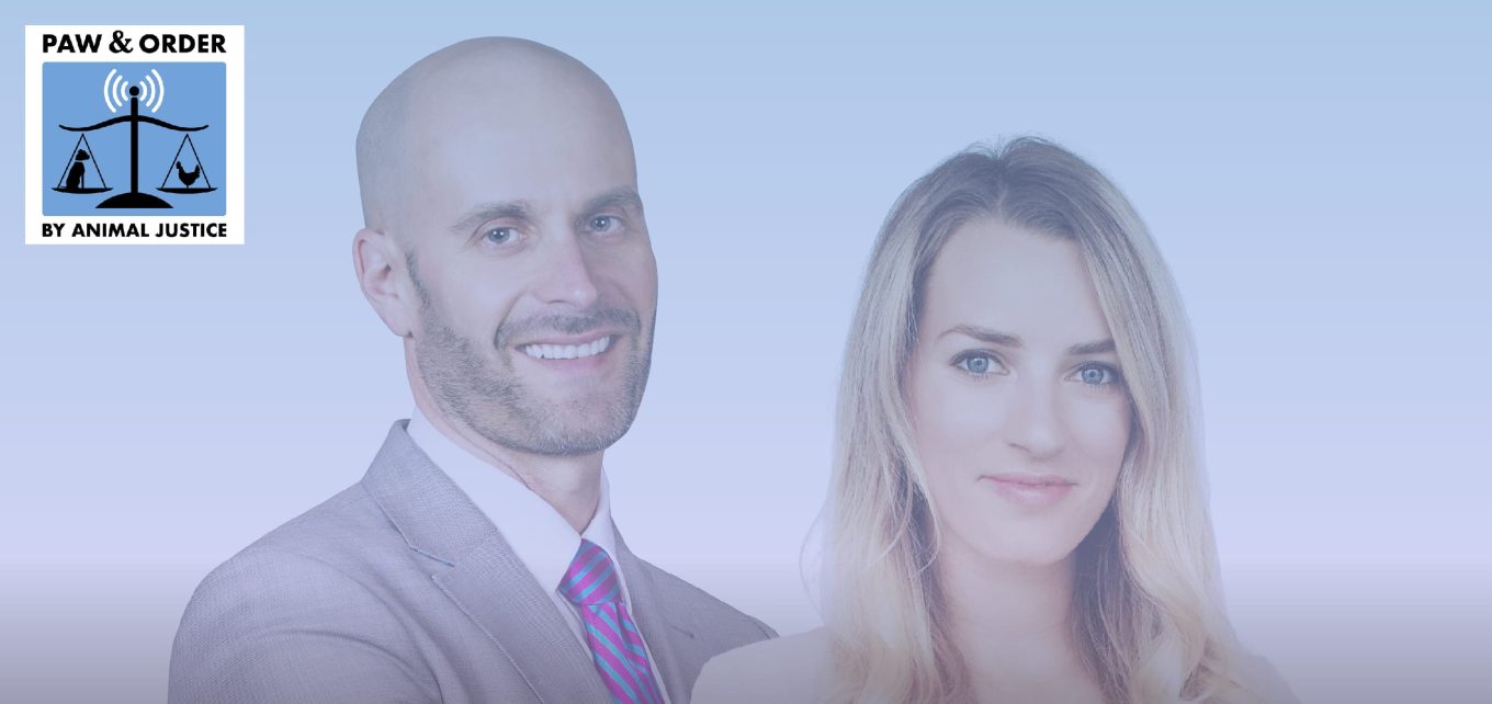 #64: Matthew Liebman on How Justice the Horse Sued His Former Owner ...