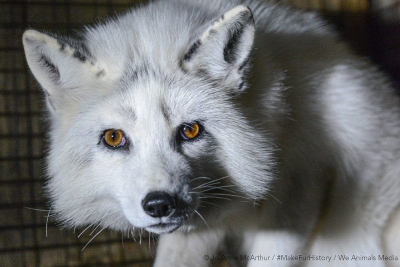 Fur Farms in Canada - Animal Justice