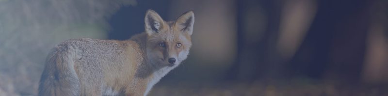 About Us - Animal Justice