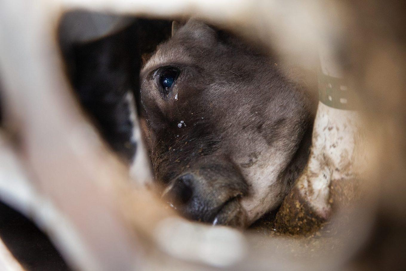 Canadian Transport Laws for Farmed Animals - Animal Justice