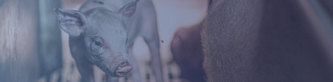 Contact - Animal Justice