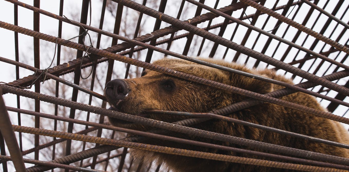 Zoos, Aquariums, and Circuses in Canada - Animal Justice