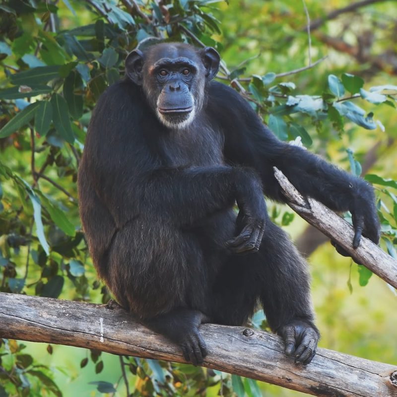 Animal Justice: Canada’s National Animal Law Advocacy Organization