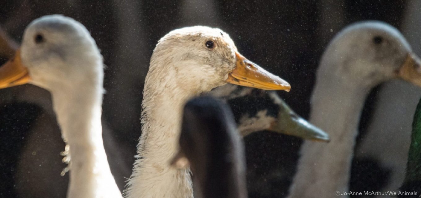 Authorities Shut Down Brome Lake Ducks Ltd. Slaughterhouse for Cruelty ...