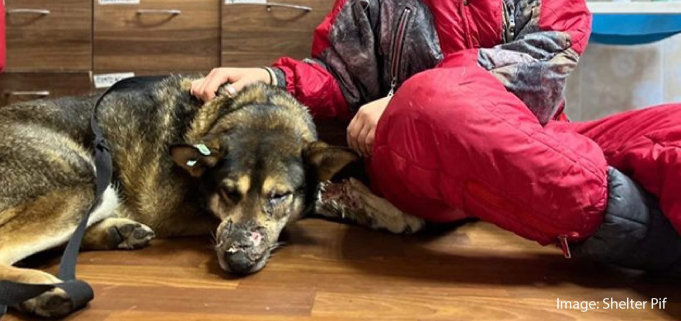 How to Help Animals in Ukraine - Animal Justice