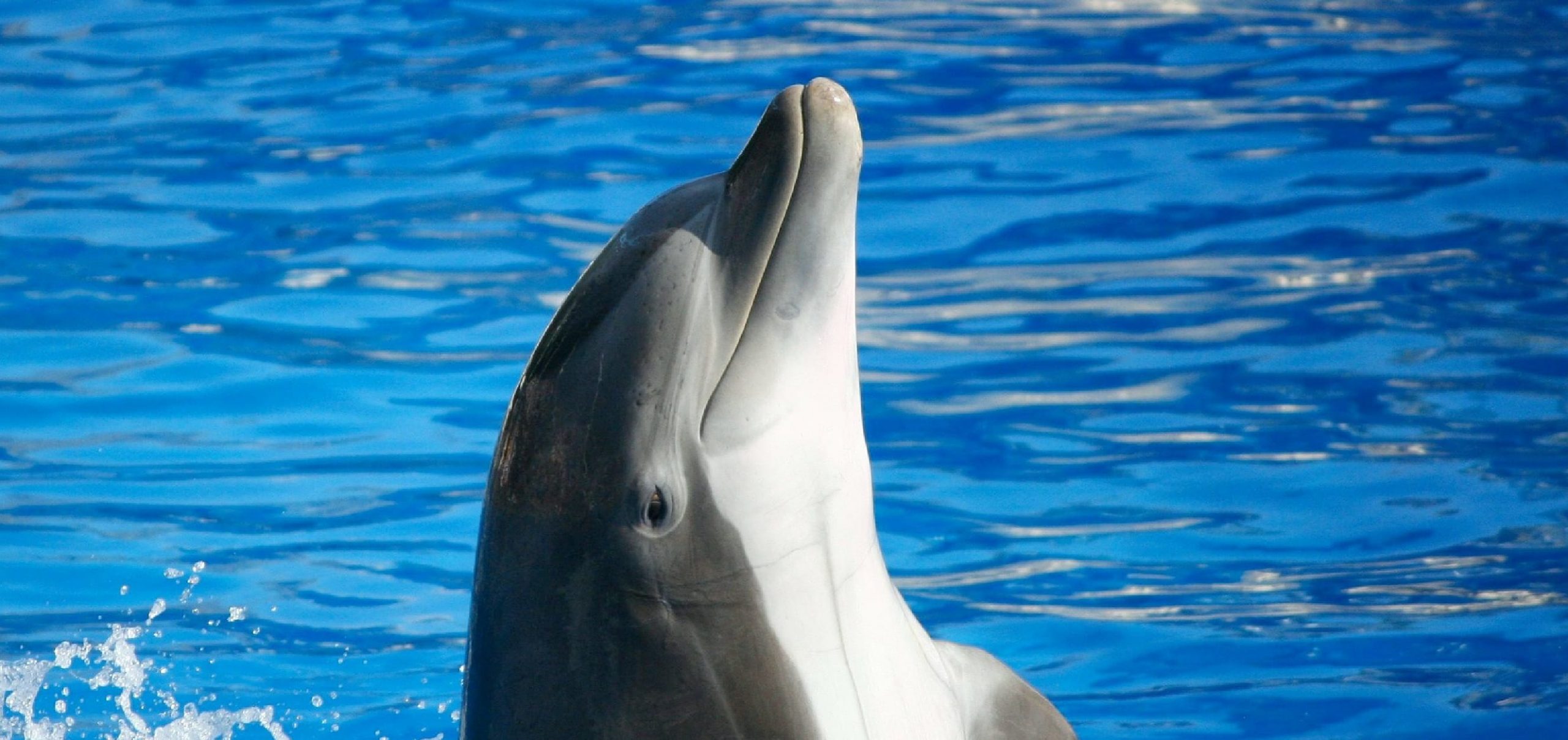 Complaint Filed Over Potential Illegal Dolphin Performances At ...