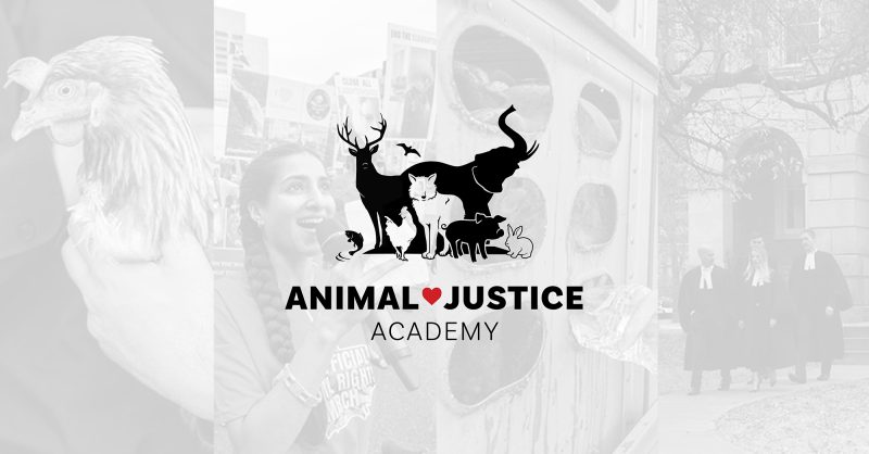 Animal Justice: Canada’s National Animal Law Advocacy Organization
