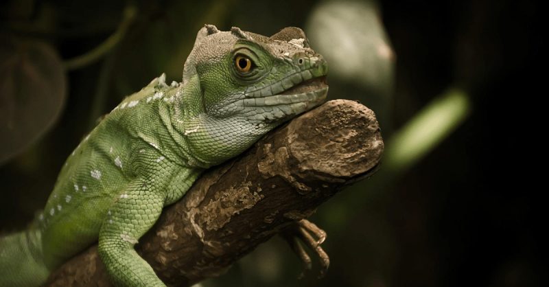 Over 100 Charges Laid After 700 Captive Reptiles Found Dead or ...