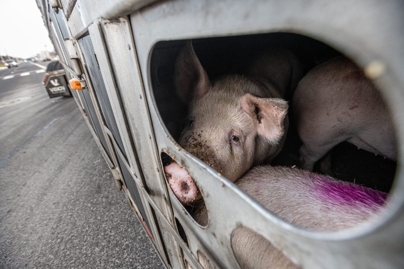 HEAT WAVE: Cows, Pigs & Chickens Roast to Death on Highways - Animal ...