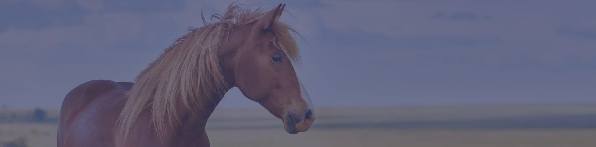 Animal Justice Student Club Directory - Animal Justice