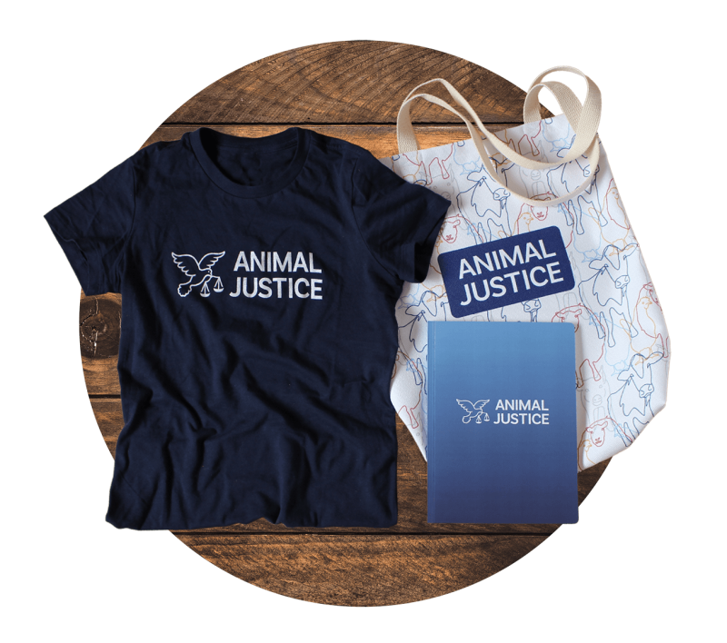 Animal Justice: Canada’s National Animal Law Advocacy Organization