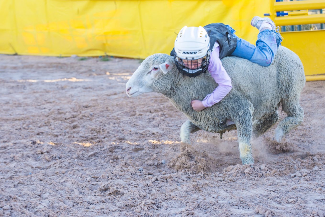 “Mutton Bustin’” Endangers Children & Sheep at the Manitoba Stampede ...