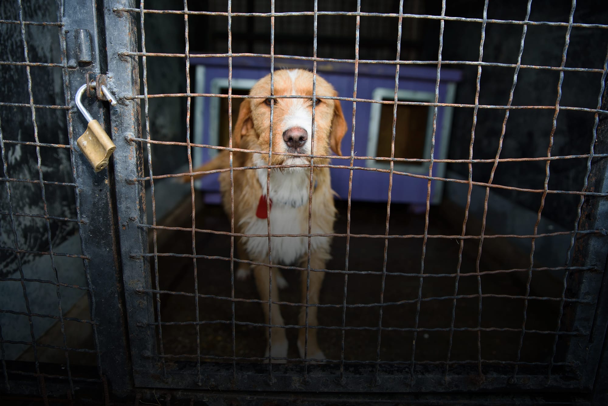 Home - Animal Justice