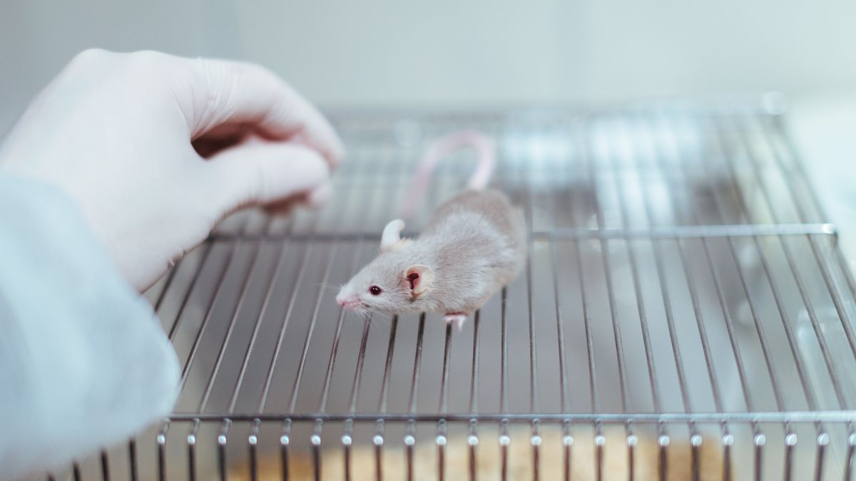 Public Consultation: Add Your Support to Phase Out Animal Testing ...