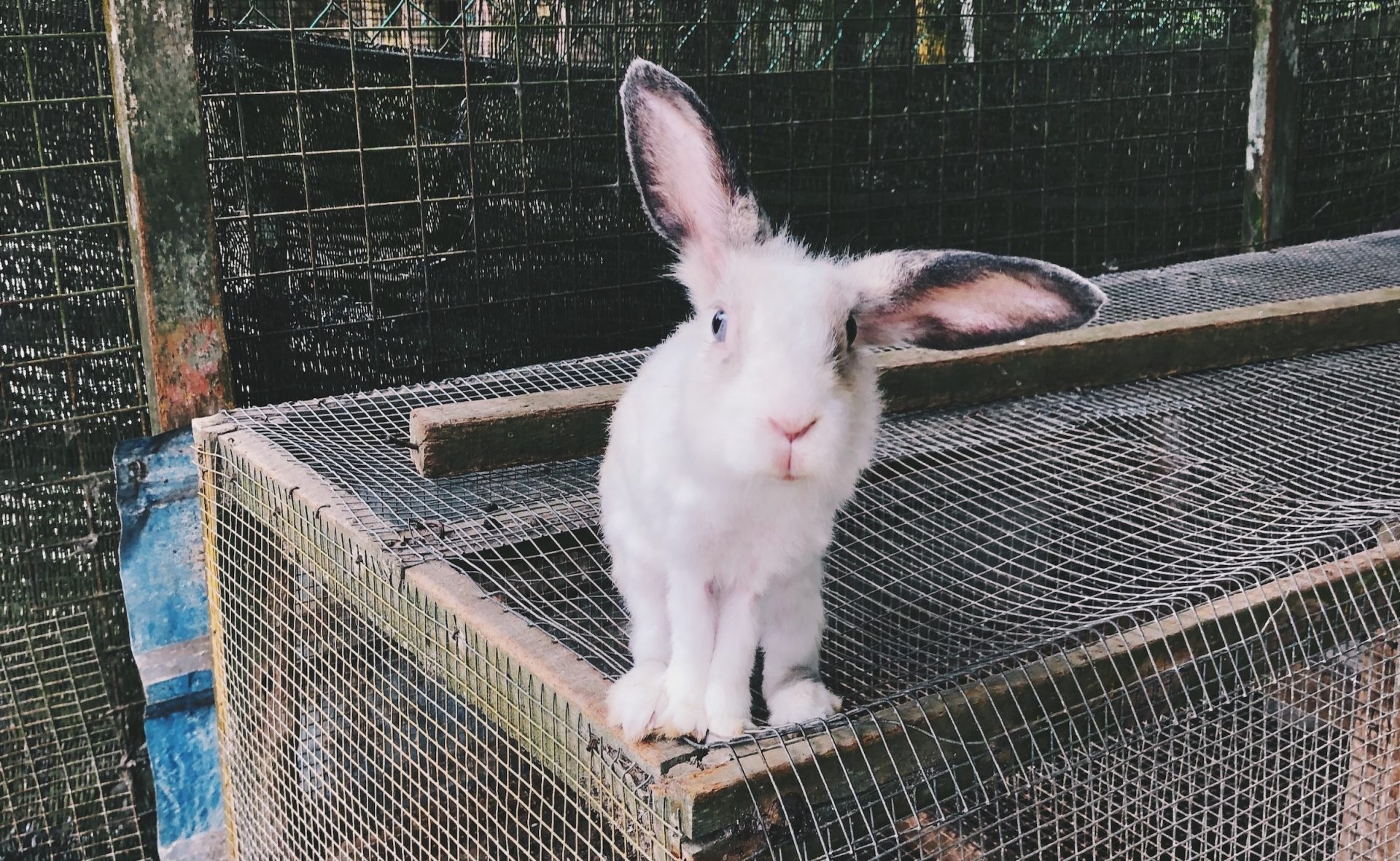 International Rabbit Day: Here’s Why Bunnies Need Your Help - Animal ...