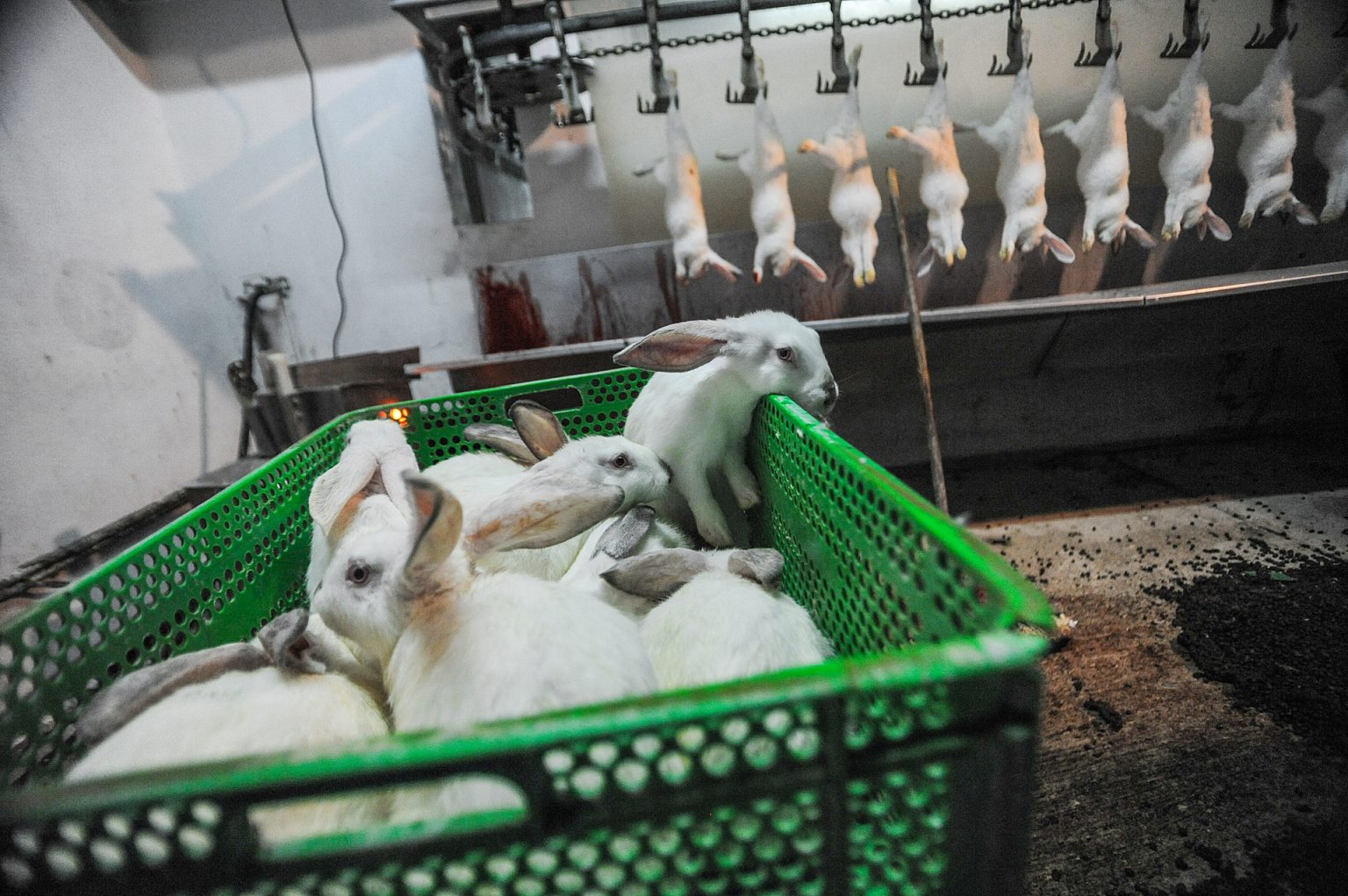 International Rabbit Day: Here’s Why Bunnies Need Your Help - Animal ...