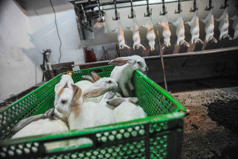 International Rabbit Day: Here’s Why Bunnies Need Your Help - Animal ...