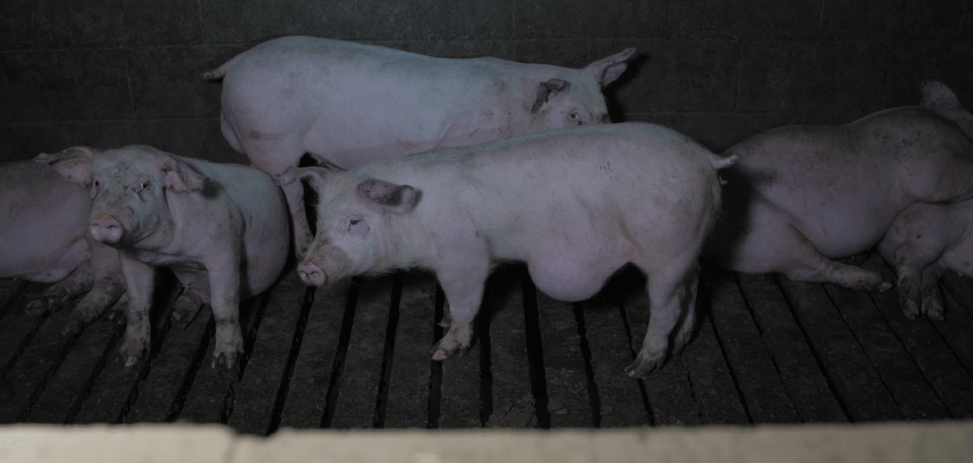 Excelsior 4 Update: BC Animal Advocates Receive Shocking Jail Sentence ...