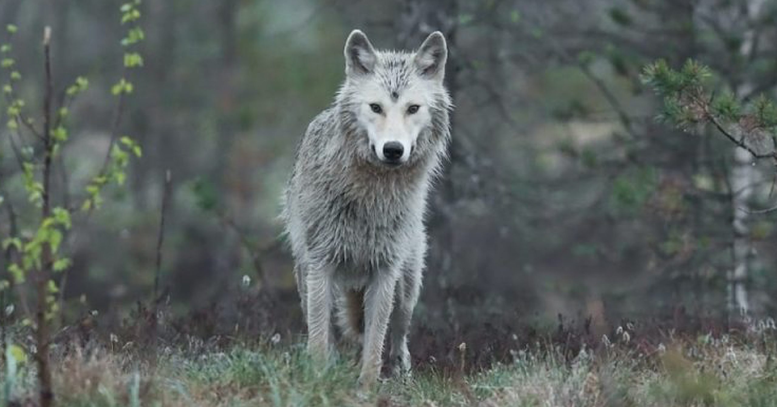 Speak Out Against Health Canada’s Proposal to Allow Cruel Poisons to ...