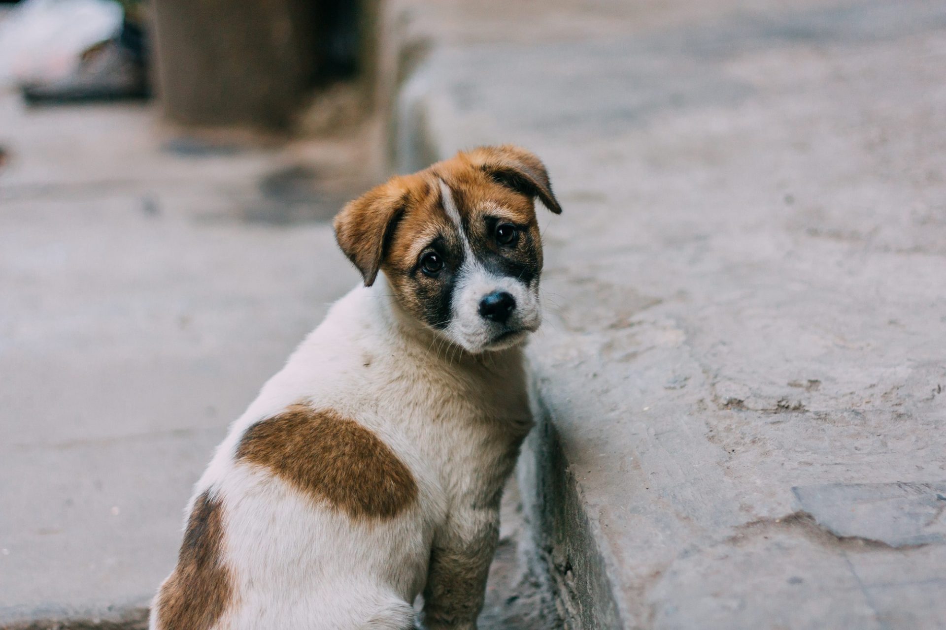 Homeless Dogs Shot in the Street as World Cup Arrives in Qatar - Animal ...