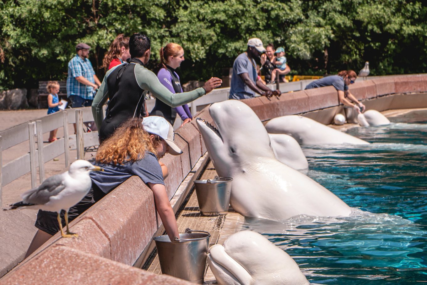 Beluga & Dolphin Die at Marineland - Animal Justice