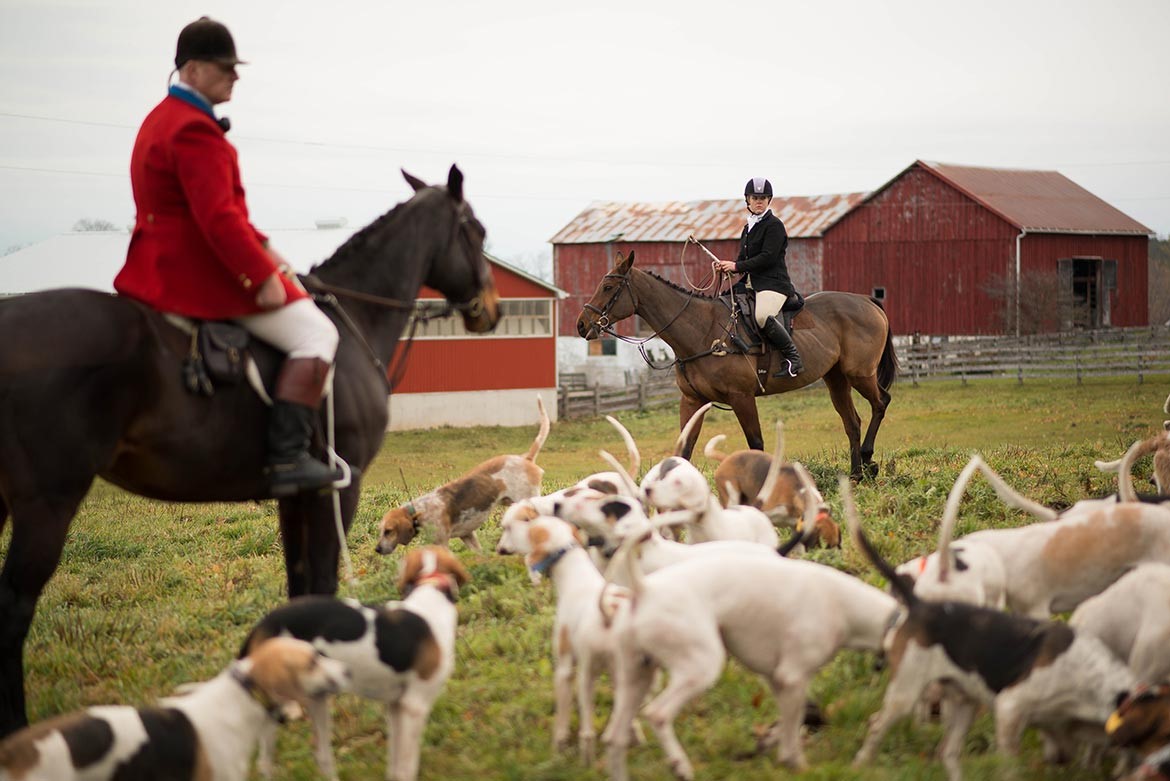 Foxhunting: Coyotes Pursued by Hounds in Canada’s Secretive Bloodsport ...