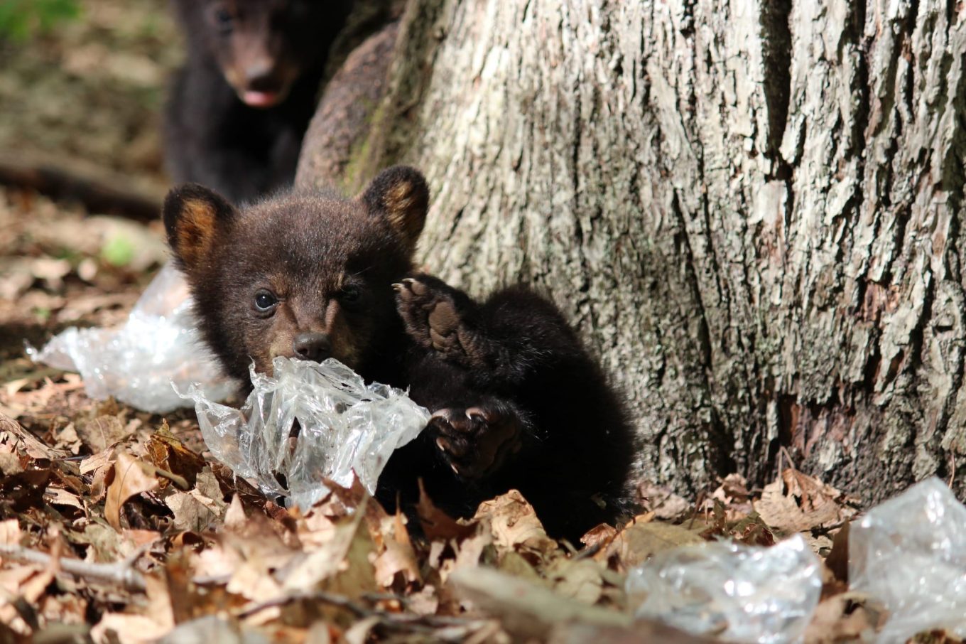 Animal Justice to Intervene in Lawsuit About Regulating Single-Use ...