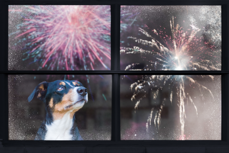 New Year’s Fireworks: Fun for Some, Terrifying for Animals - Animal Justice