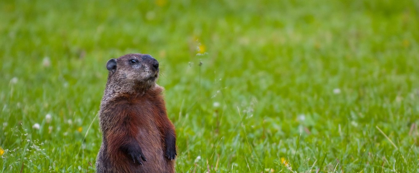 Leave Willie Alone! Groundhogs Suffer as Festival Props - Animal Justice