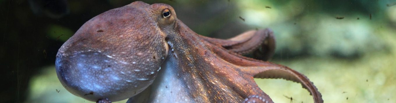Government Petition: Ban Octopus Farming in Canada - Animal Justice