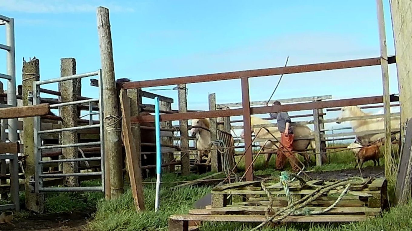 Foreign Pig Farm Lobbyists Oppose Banning Iceland's Blood Farms ...