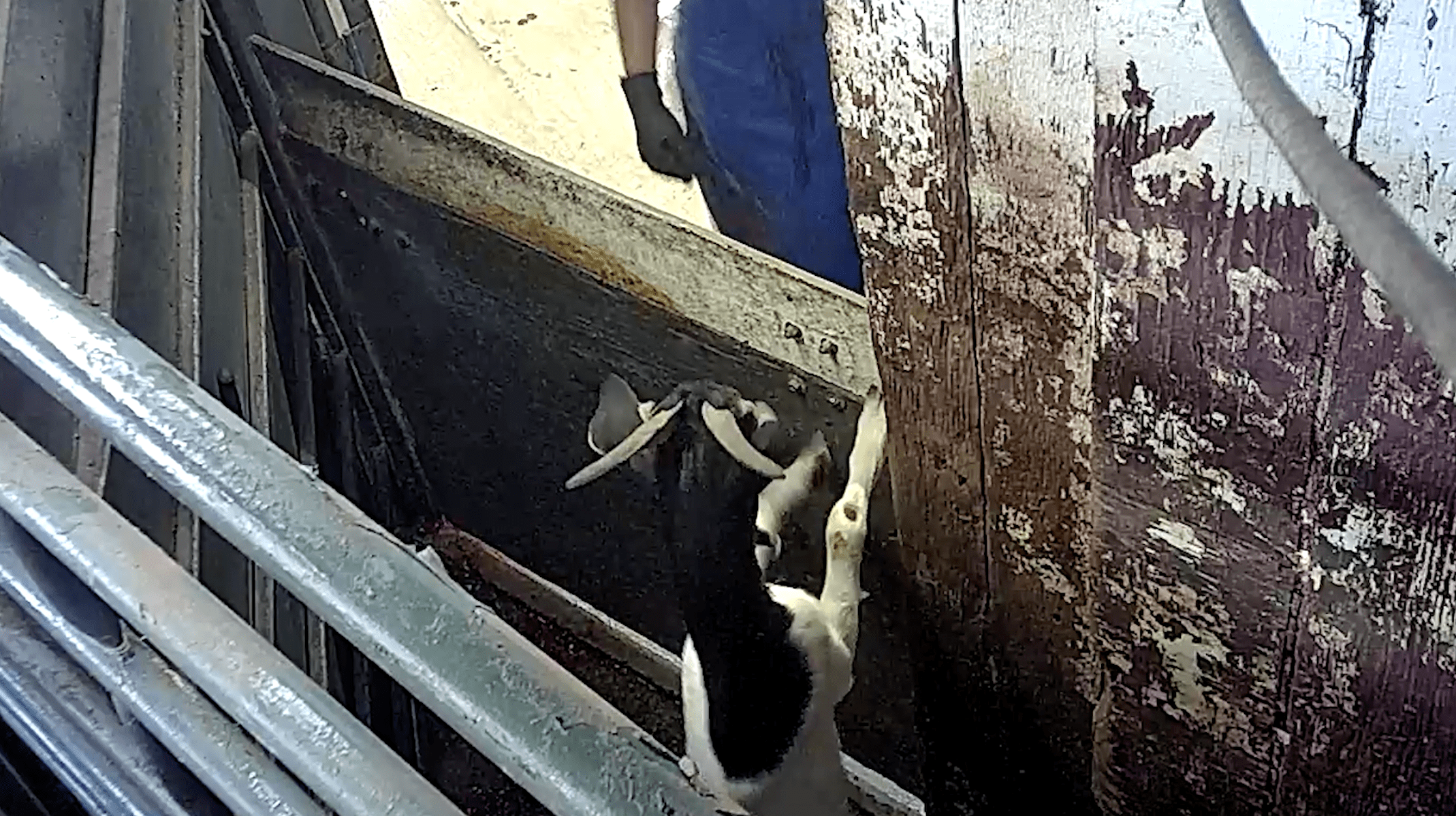We Caught Them Illegally Abusing Animals - Why Is This Slaughterhouse ...