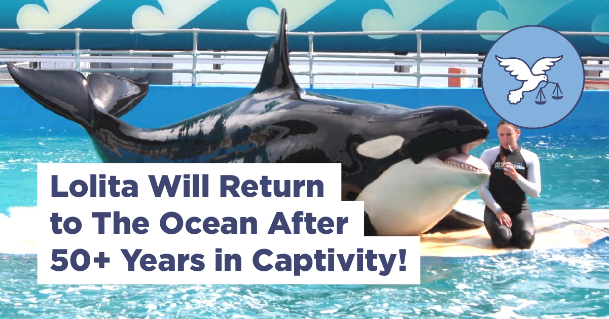 Lolita The Orca Will Find Sanctuary After Decades In Captivity - Animal ...
