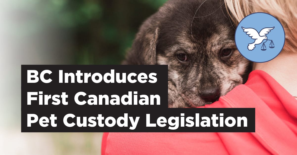 British Columbia Introduces First Canadian Pet Custody Legislation ...
