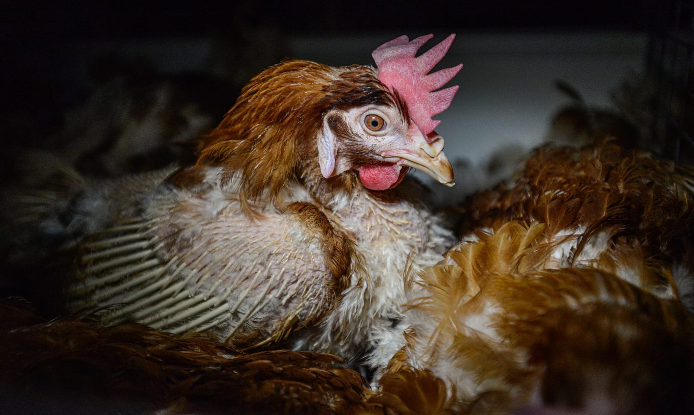 New Loblaws CEO Should Make the Grocer Cage-Free - Animal Justice