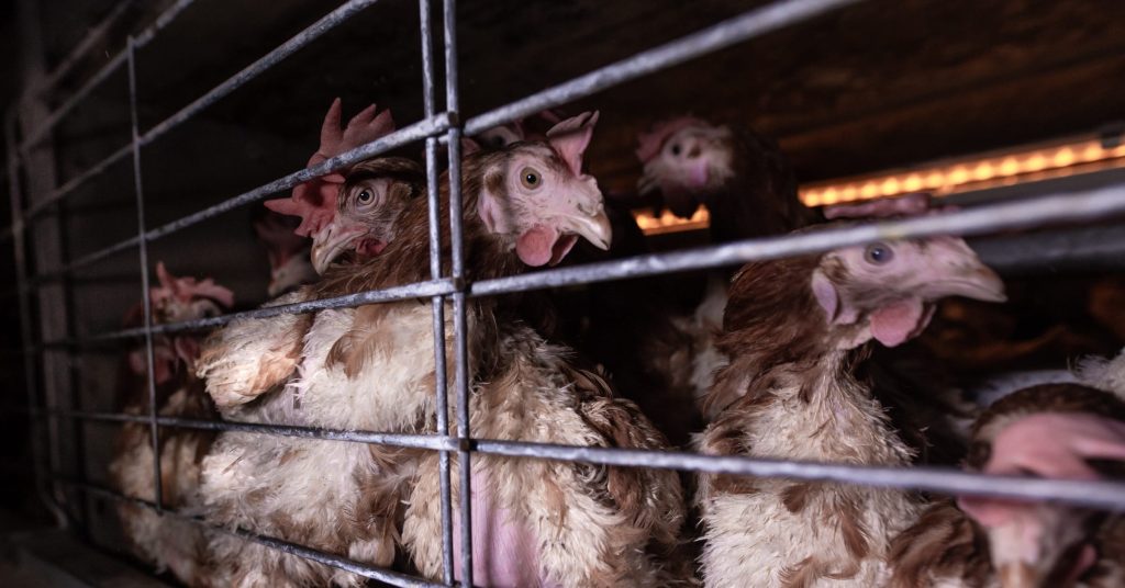 Legislation to Ban Cosmetic Animal Testing Introduced in Parliament ...