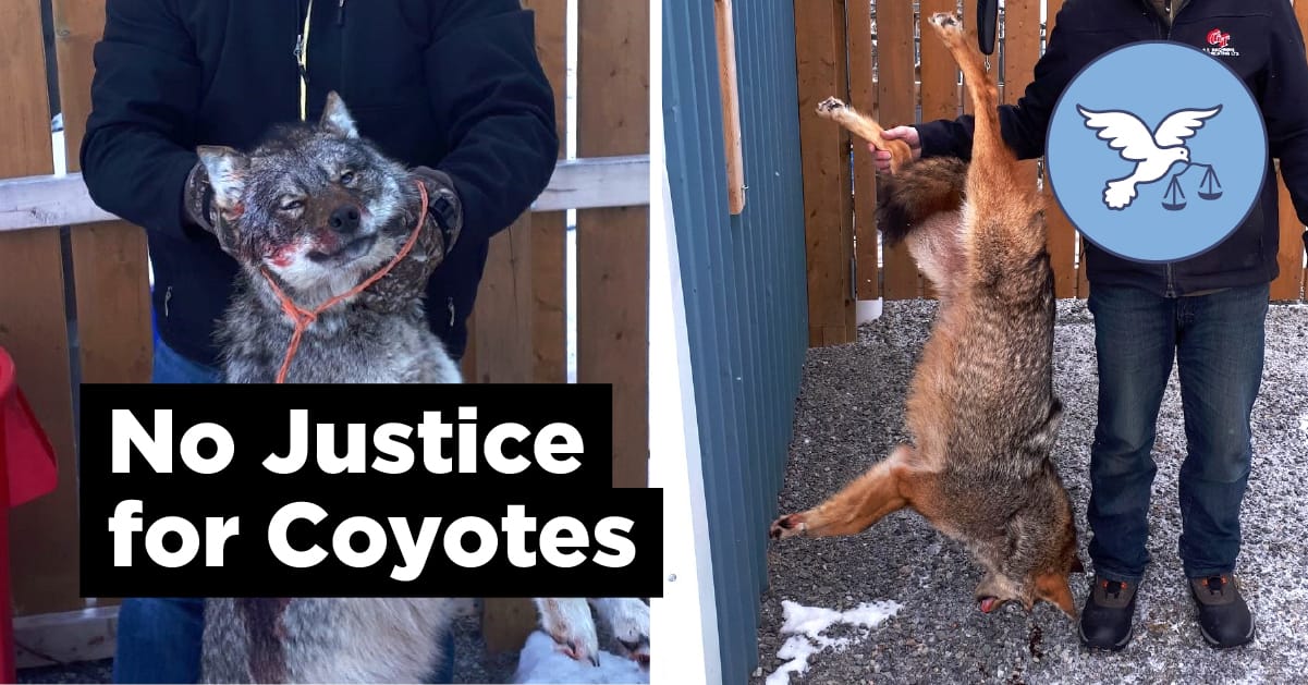 No Justice for Coyotes: Court Rejects Lawsuit Over Coyote Killing ...
