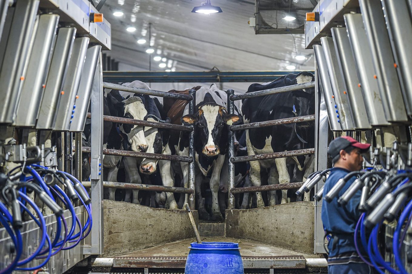 7 Ways Canada’s New Dairy Code Condones Cruelty - Animal Justice