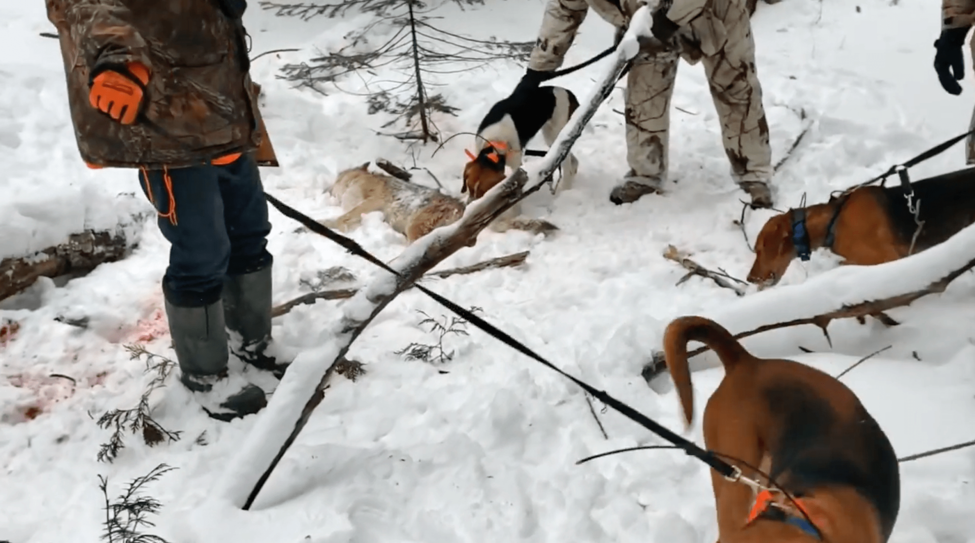 Ontario Wants to Reverse Ban on Penned Dog Hunting - Animal Justice