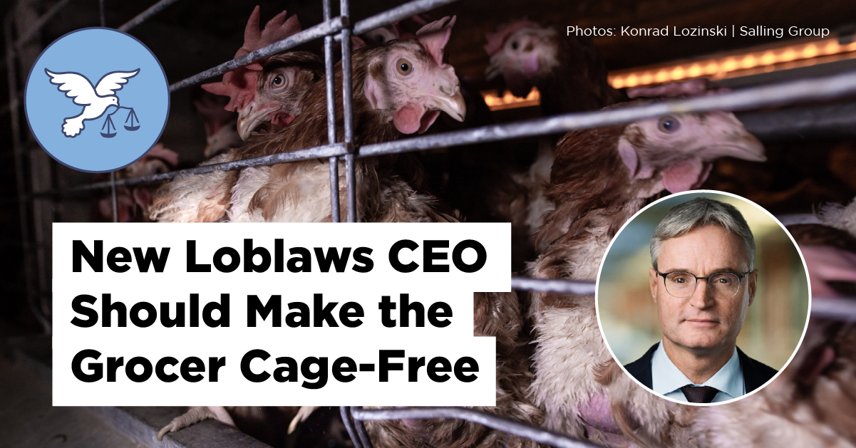 New Loblaws CEO Should Make the Grocer Cage-Free - Animal Justice