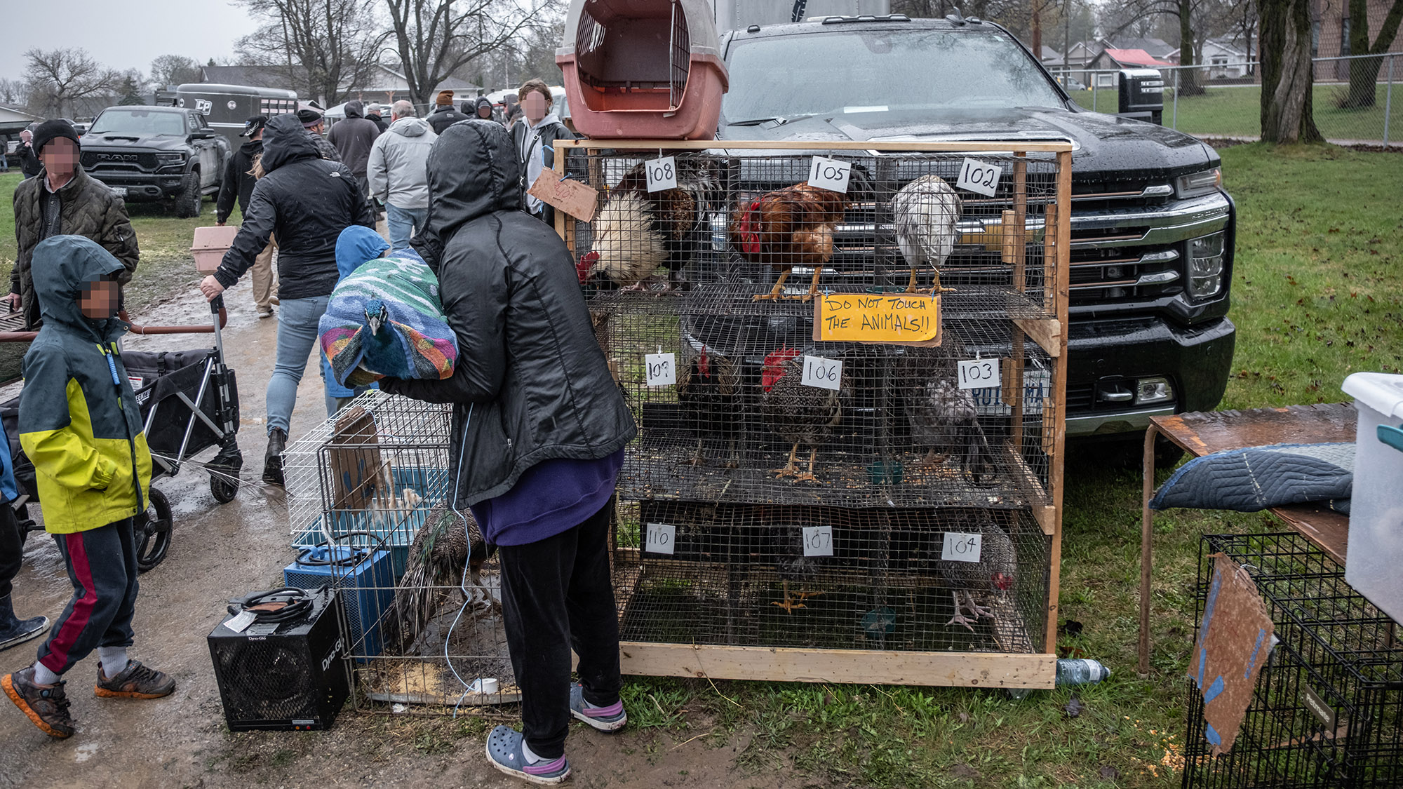 Animal Justice Files Legal Complaint Over Filthy Live Animal Markets ...