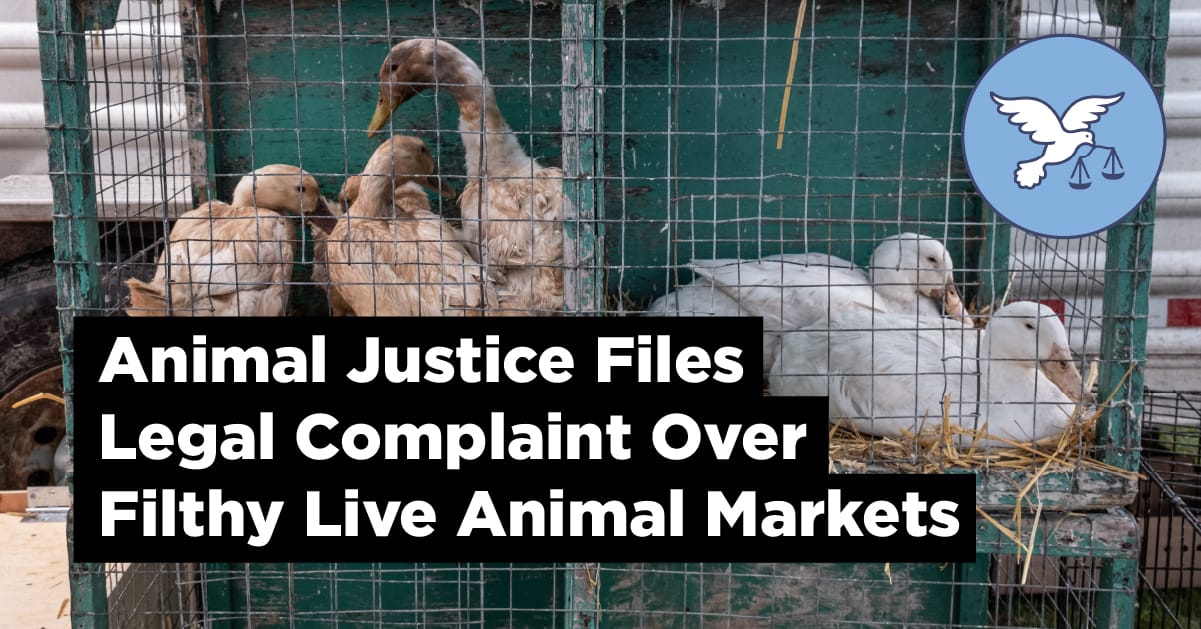 Animal Justice Files Legal Complaint Over Filthy Live Animal Markets ...